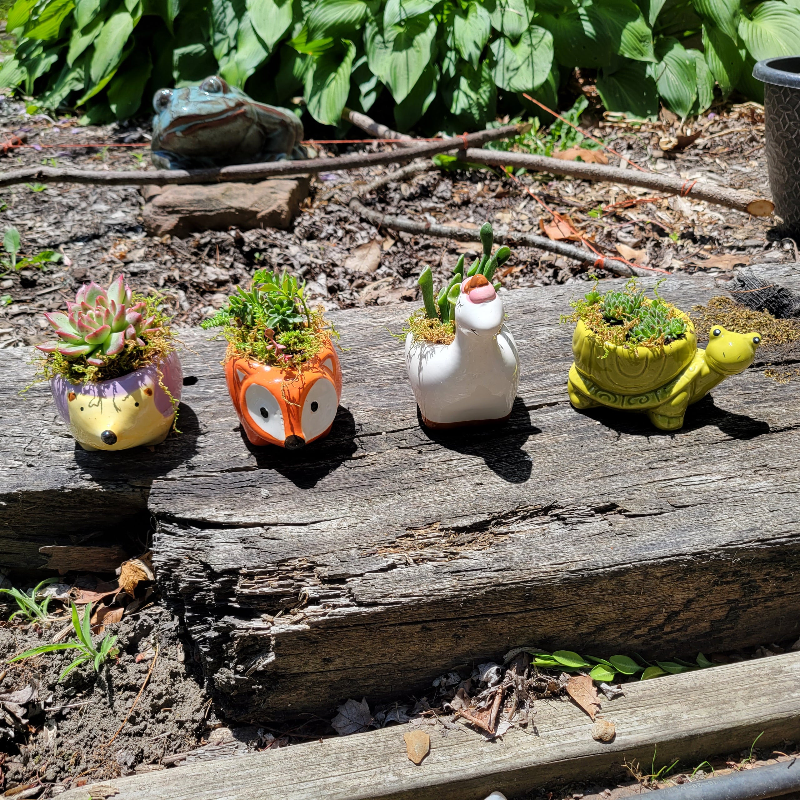 Succulents Gone Wild - Succulent Safari Animal Planters | Beech Creek ...